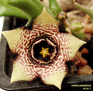 Asclepiadacitisagudisima: Orbea paradoxa